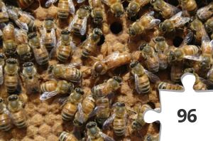 Legpuzzles – Imker weetjes