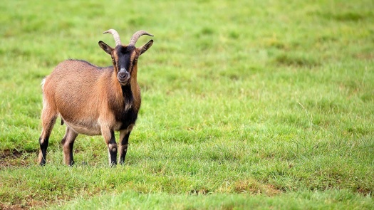 Solve Geit 🐐 Reverse Wherigo 🧩🎣 jigsaw puzzle online with 589 pieces