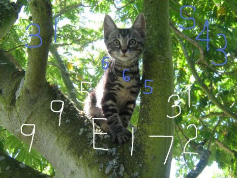 Solve Cat puzzle jigsaw puzzle online with 88 pieces